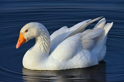 Pilgrim Goose - Breed Profile - Backyard Poultry